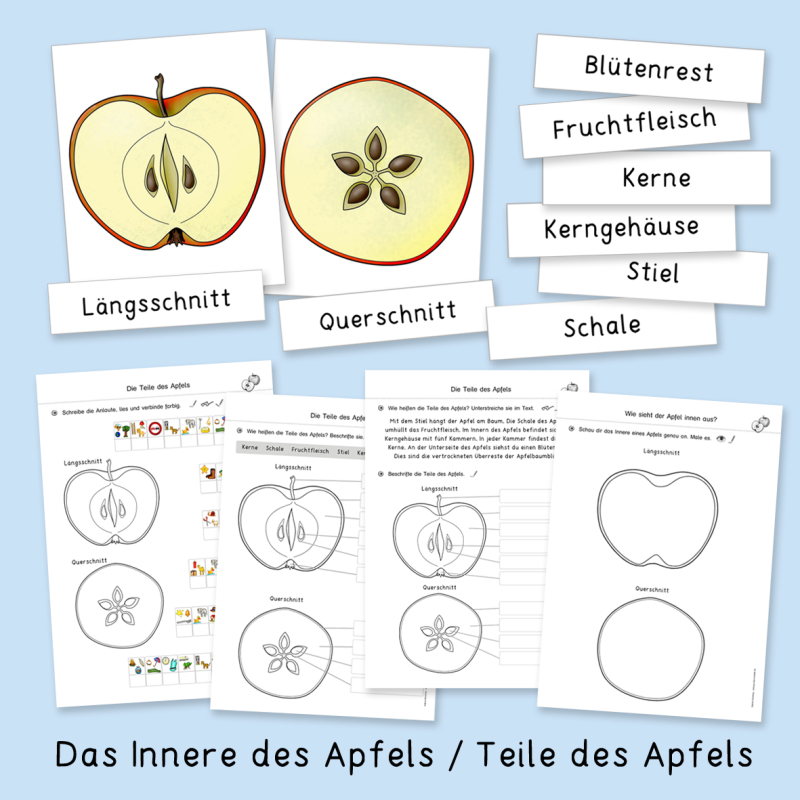 Apfelwerkstatt für die Grundschule
