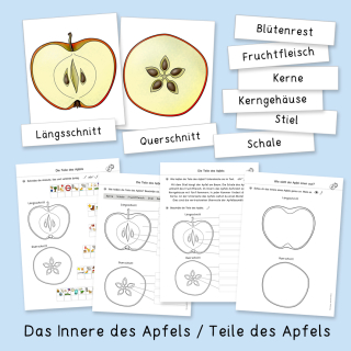 Apfelwerkstatt für die Grundschule